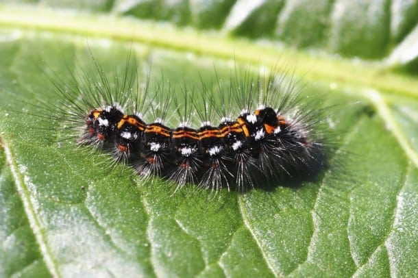 Dudutech – Solutions – Pest Control | Dudutech