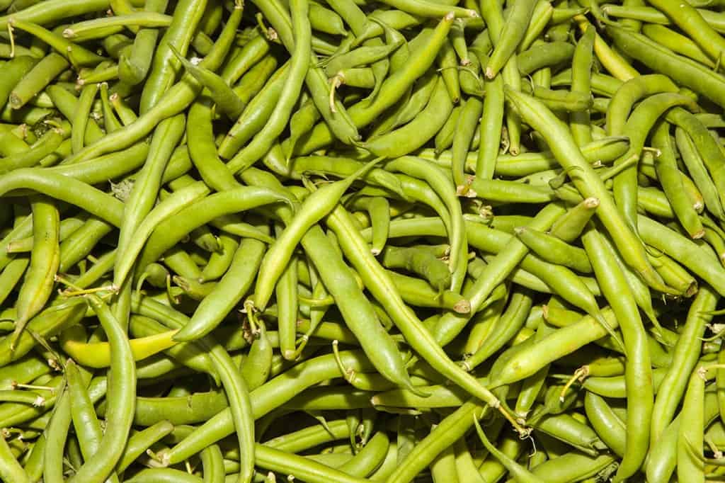 Role of IPM in reduction of pesticide residues in export beans | Dudutech