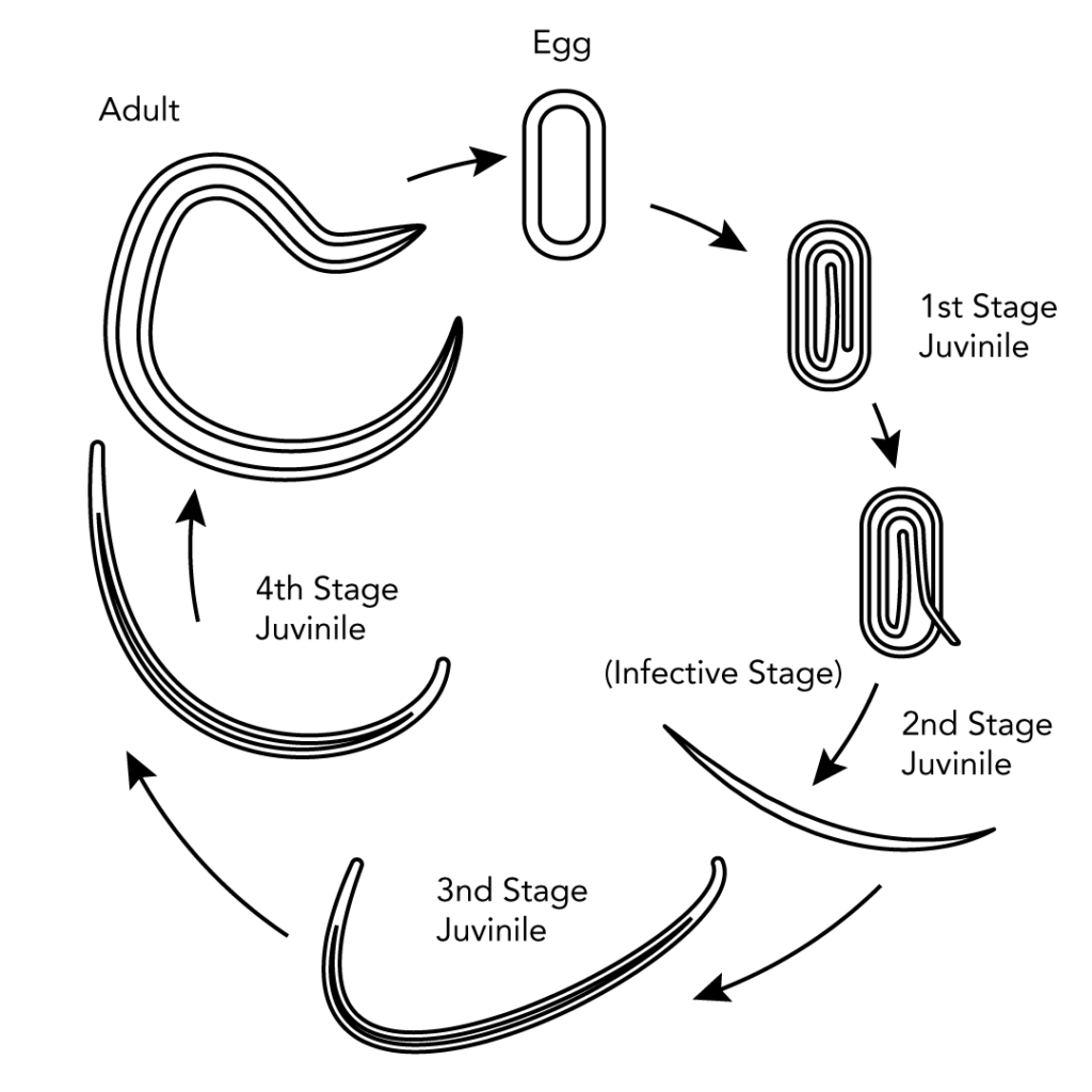 Understanding nematodes could unlock the potential of your farm. | Dudutech