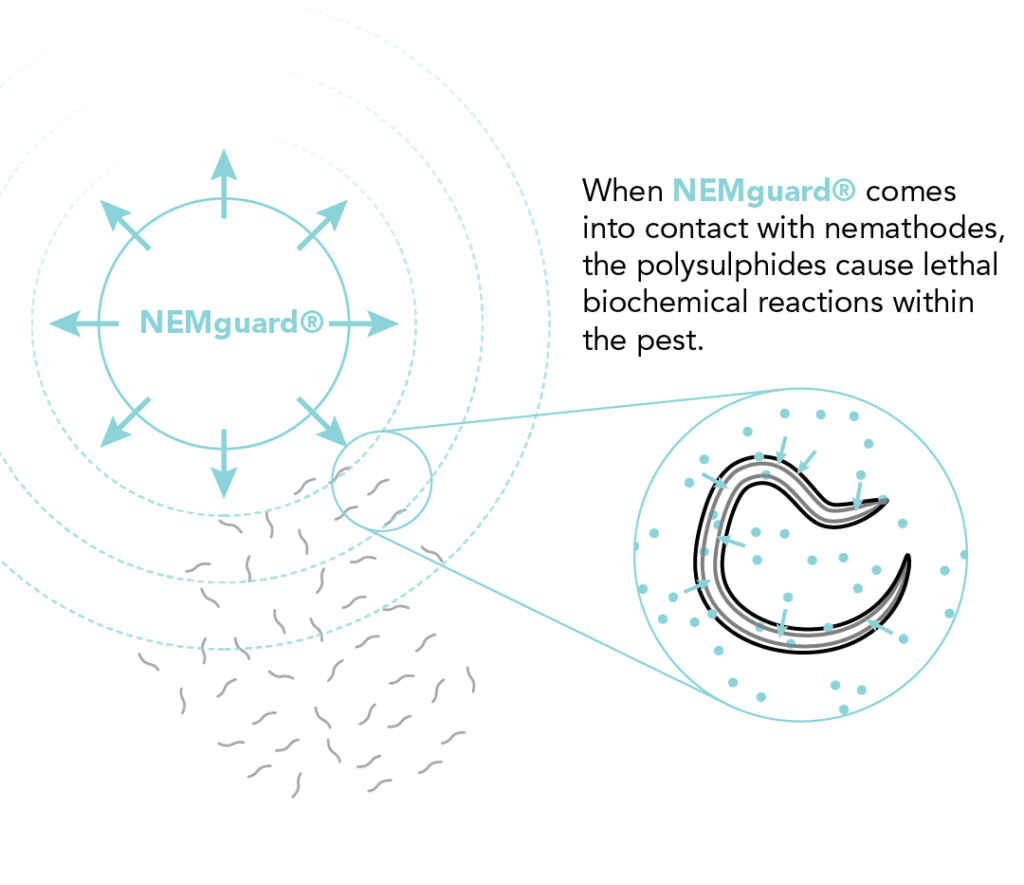 Understanding nematodes could unlock the potential of your farm. | Dudutech